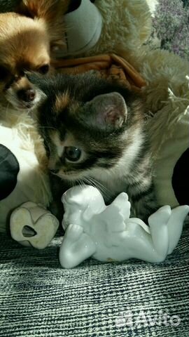 Котенок Ева