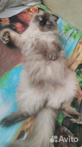 Шотланский котик