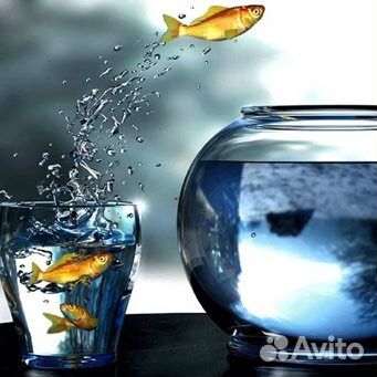 Обслуживание, чистка, оформление, запуск аквариумо