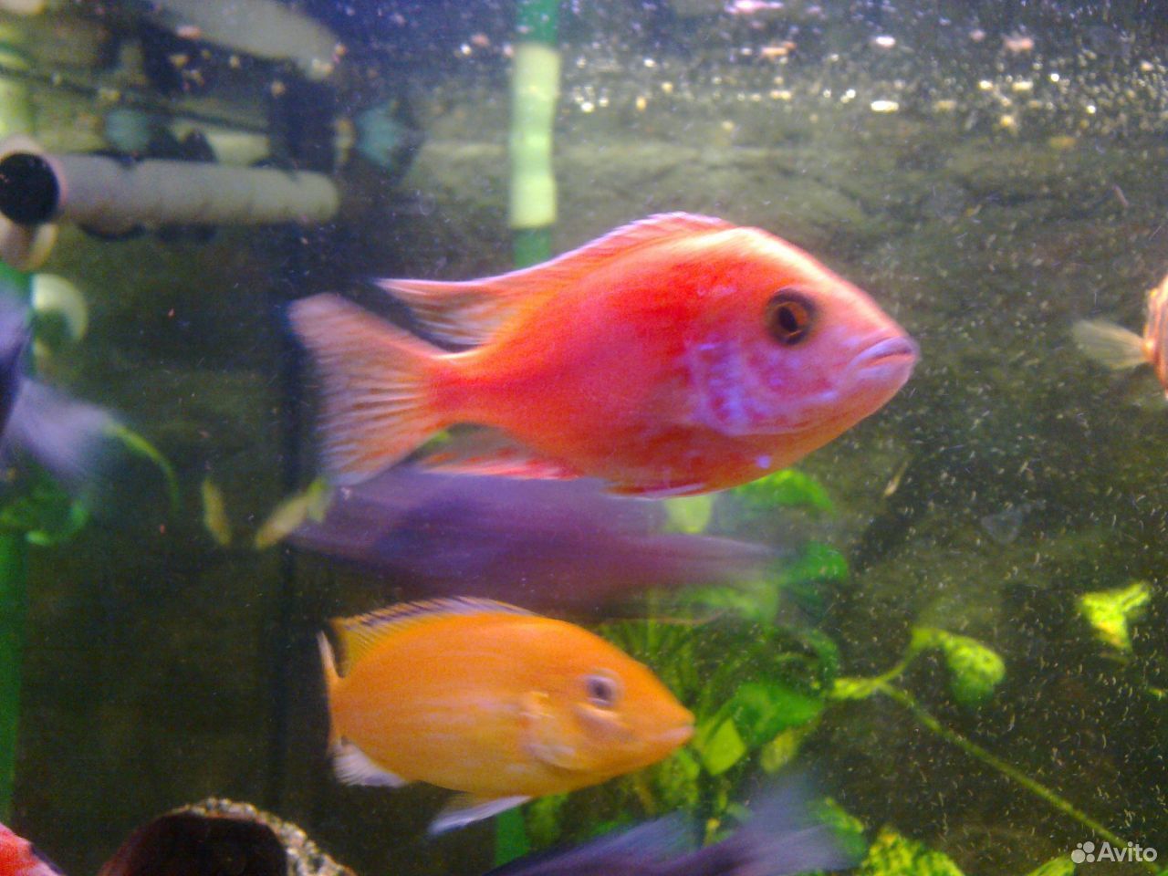 Орхидея ред