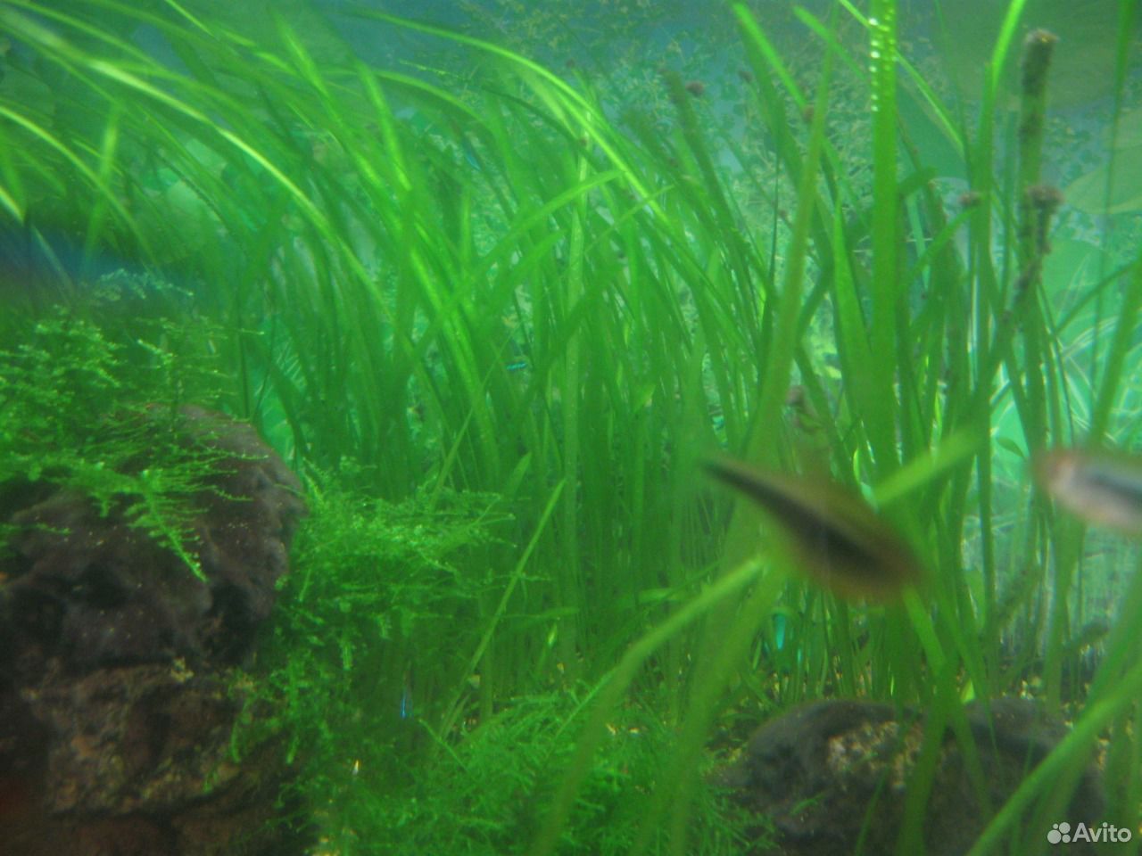 Водоросли Валлиснерия