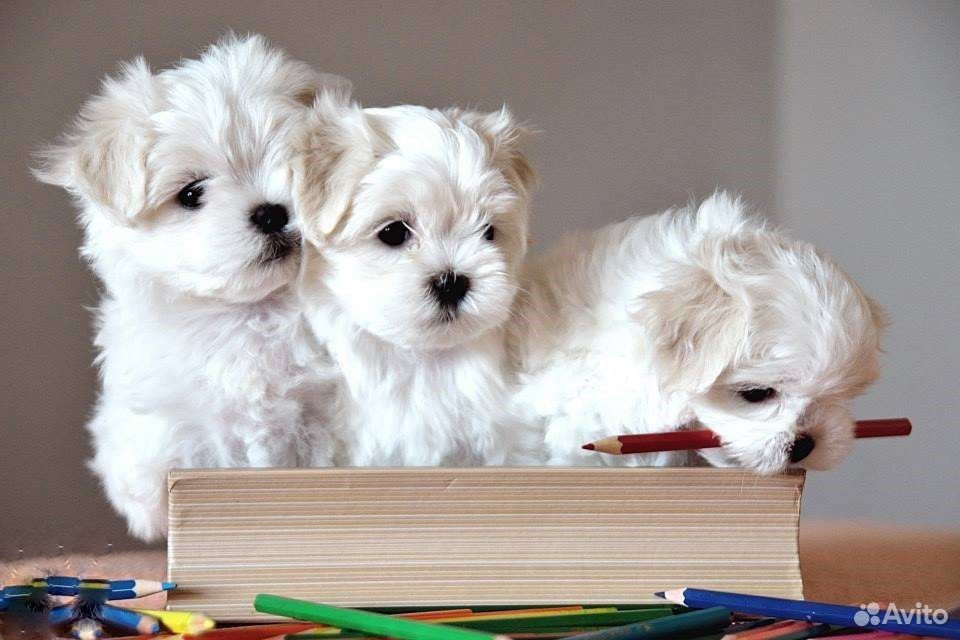 Питомник. Белоснежное мини чудо