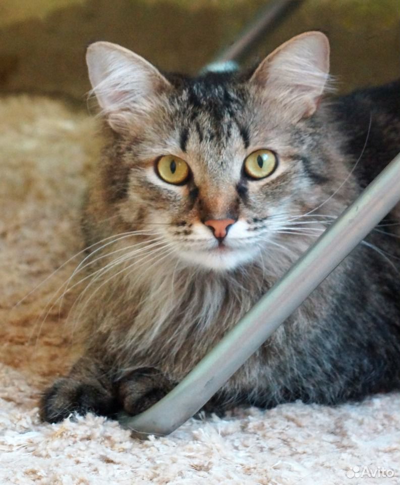 Молодая кошечка Лана