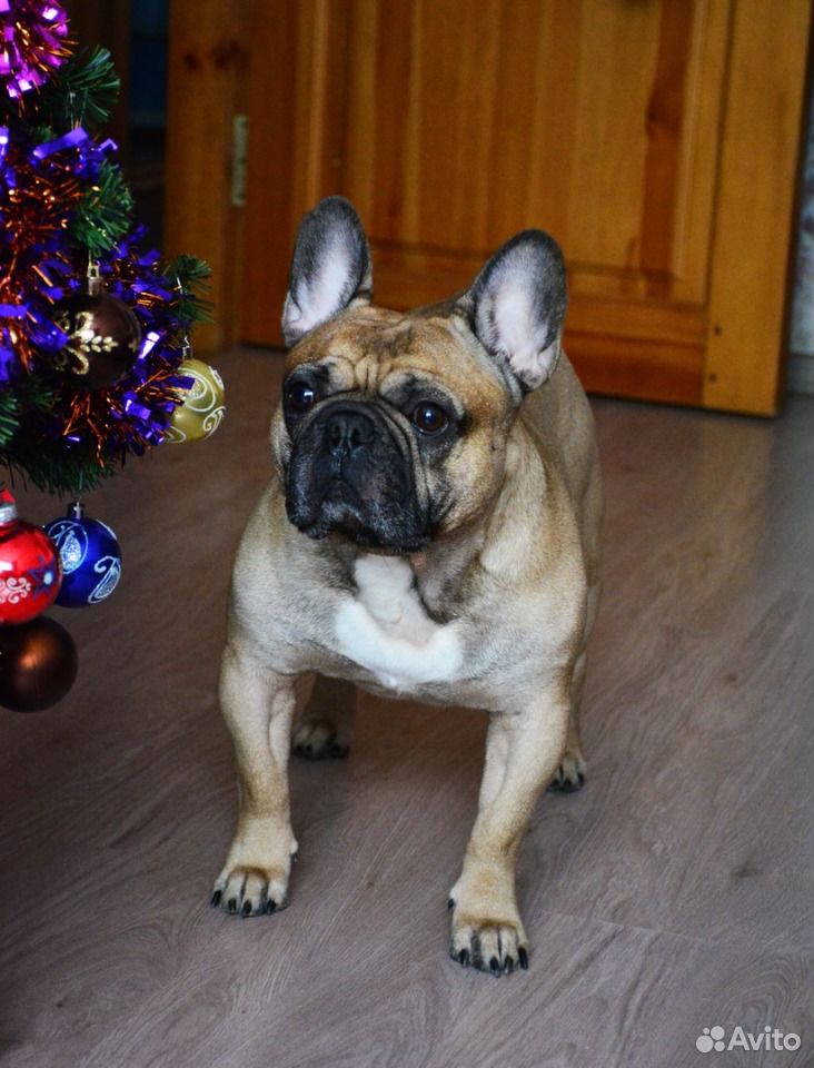 Мальчик француз