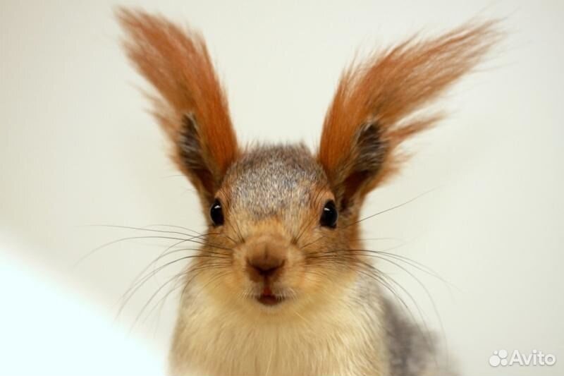 Белка телеутка