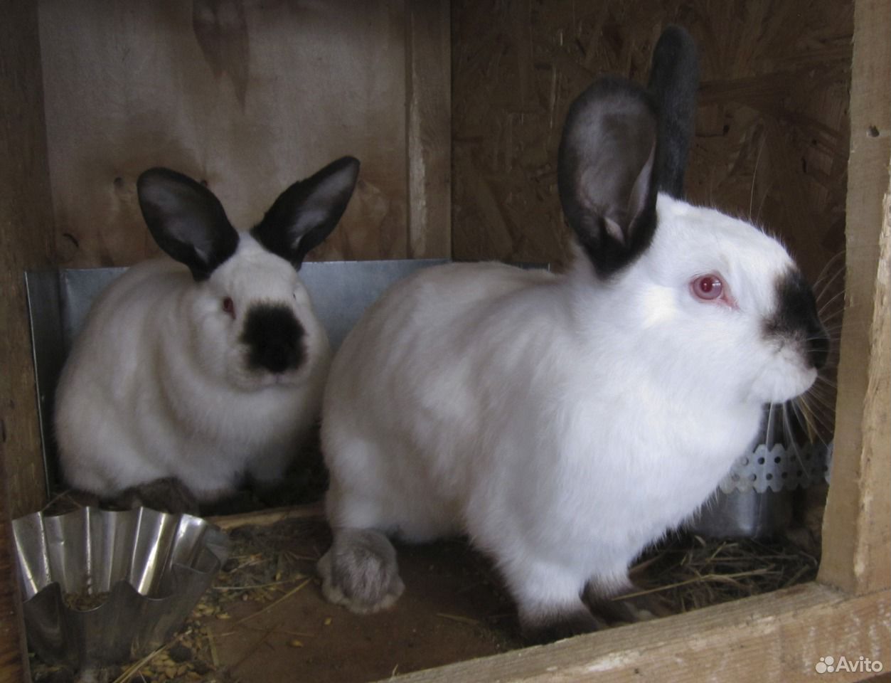 Калифорнийцы