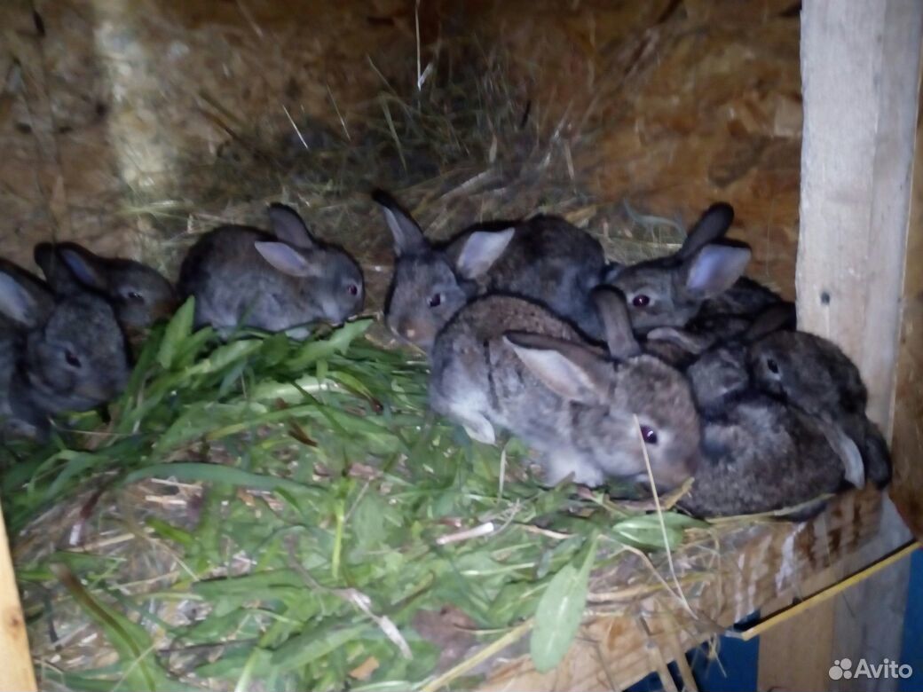Крольчата на откорм и племя