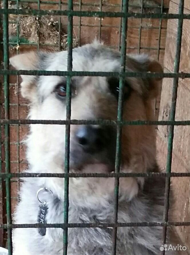 Преданный дважды песик опять в приюте