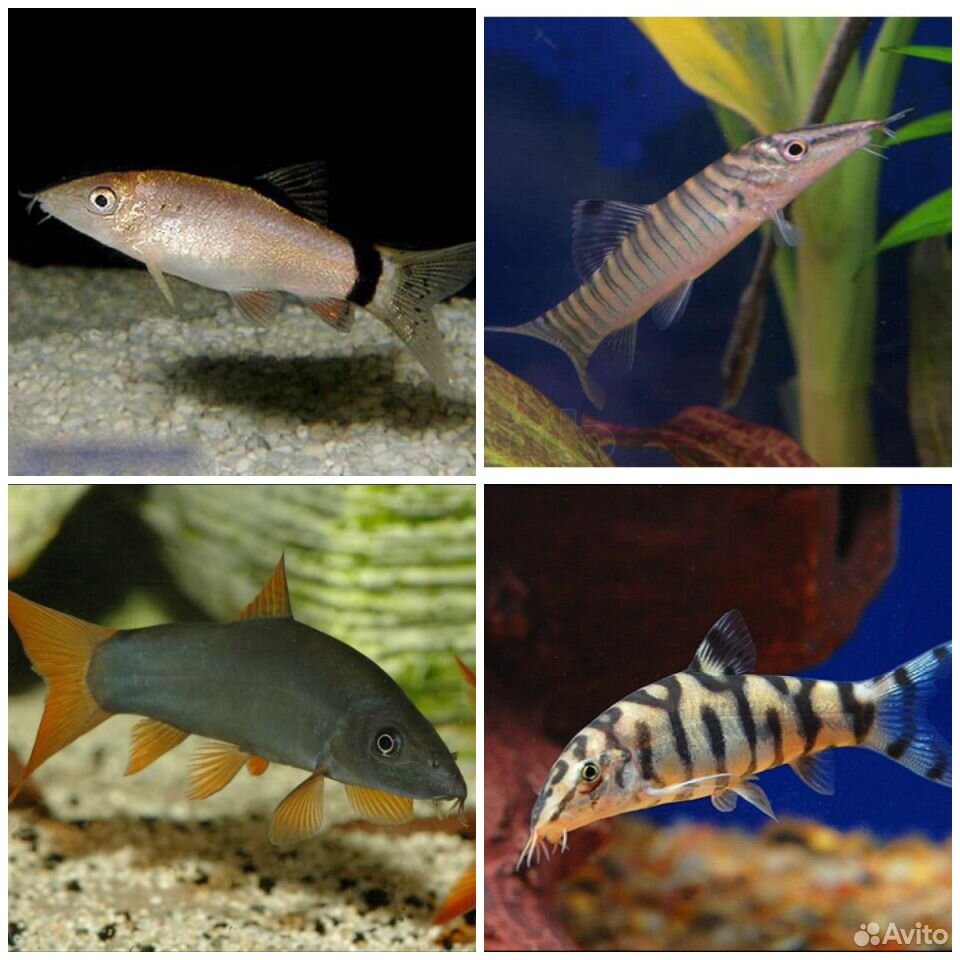 Рыба боция сом 4 вида