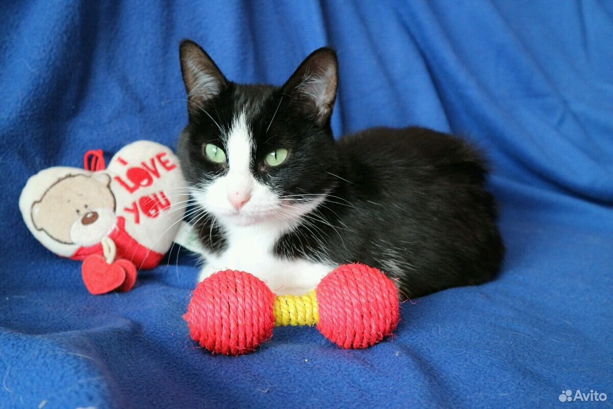 Игривая кошечка Варвара, 3 года