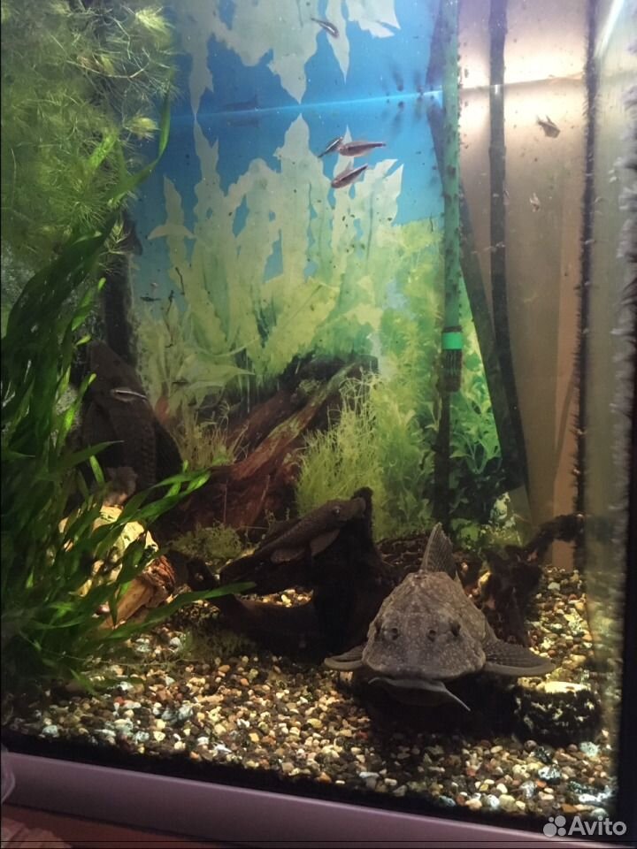 Аквариум фирмы акваатлантис