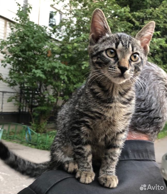 Крутой, плюшевый котенок мальчик Малыш