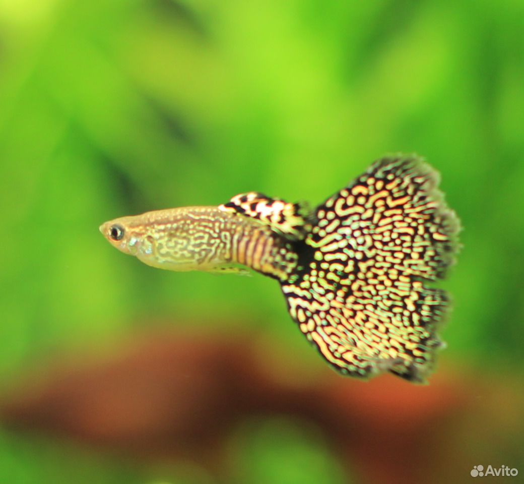 Продам гуппи кобра-неон