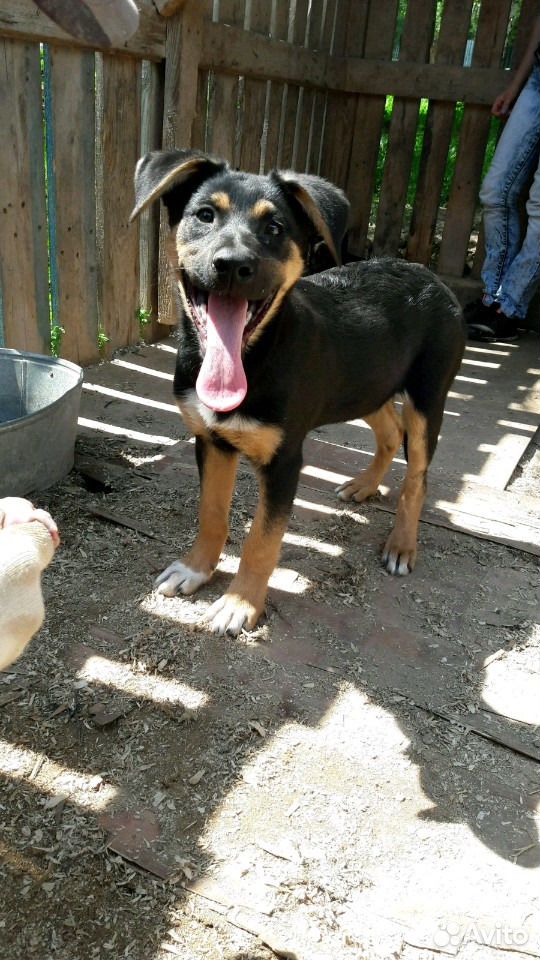 Щенки привитые из приюта