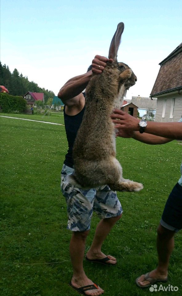 Кролик. бельгийский гигант. Фландер