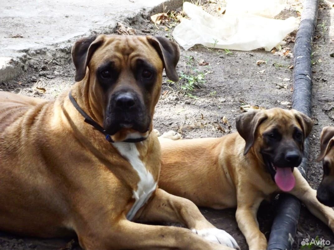 Щенки южноафриканского бурбуля