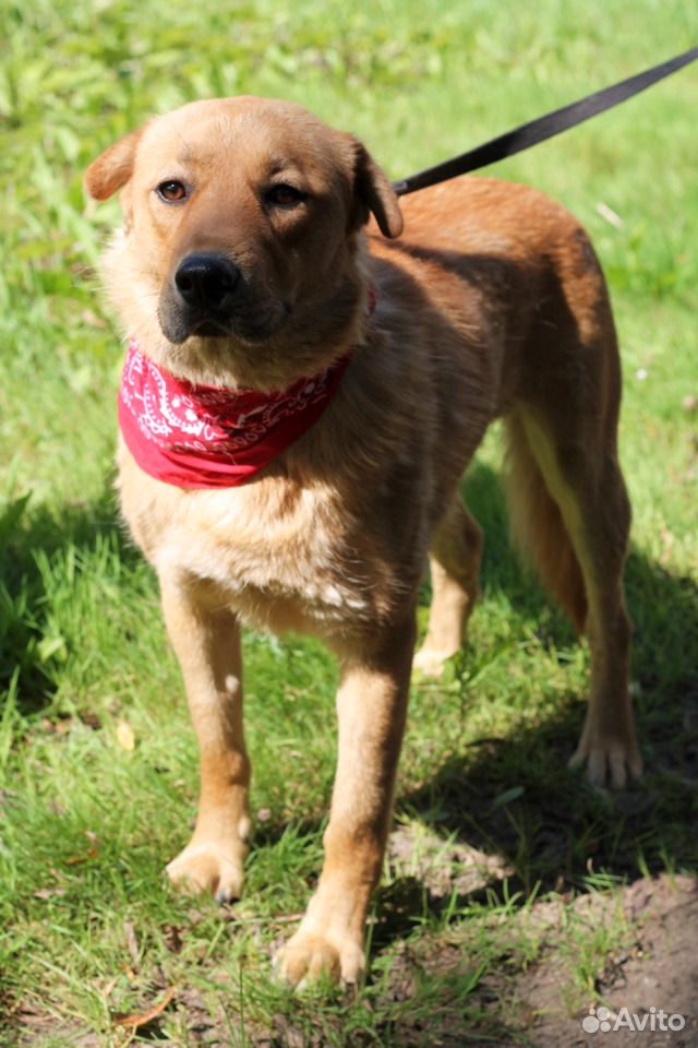 Ричи ищет дом