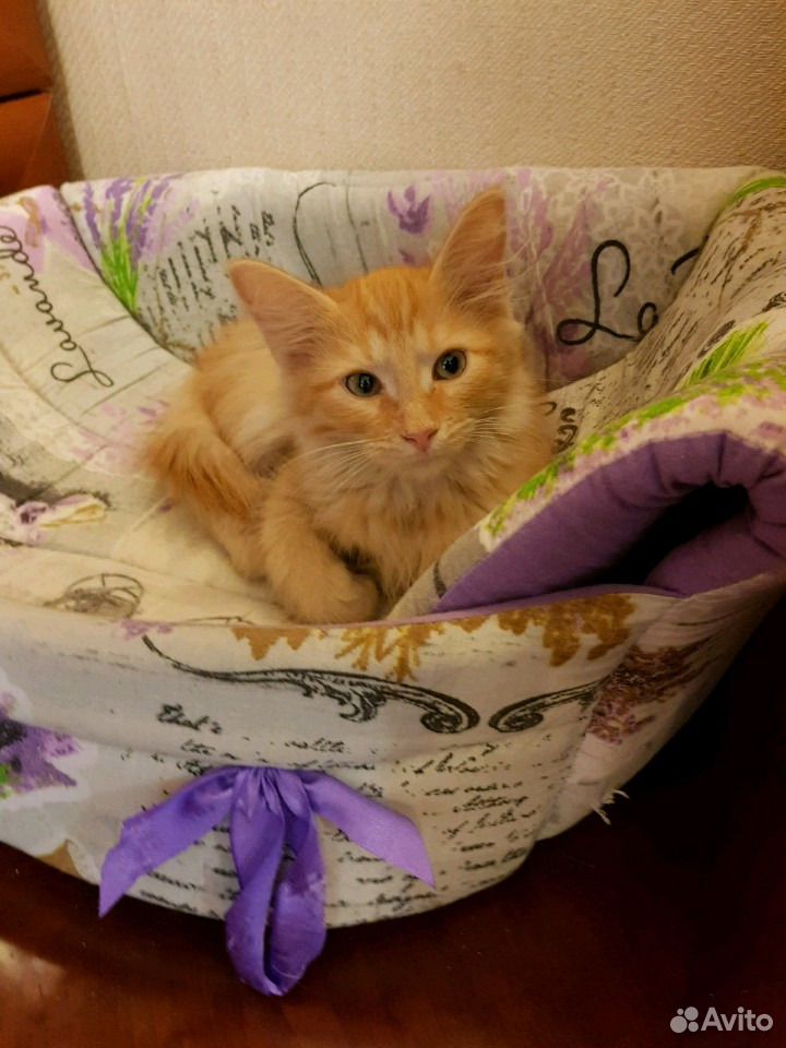 Котенок рыжий метис 2,5мес,мальчик