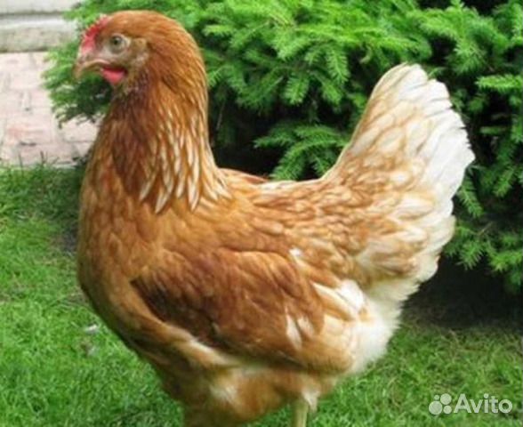 Куры молодки