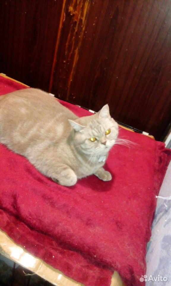 Кошечка из чистого золота