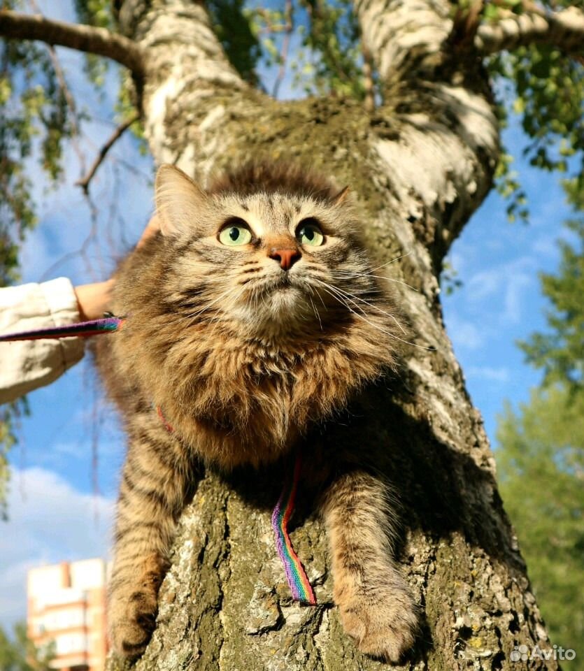 Шикарная кошка по имени Зена