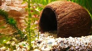 Растения аквариумные,кокосовые домики