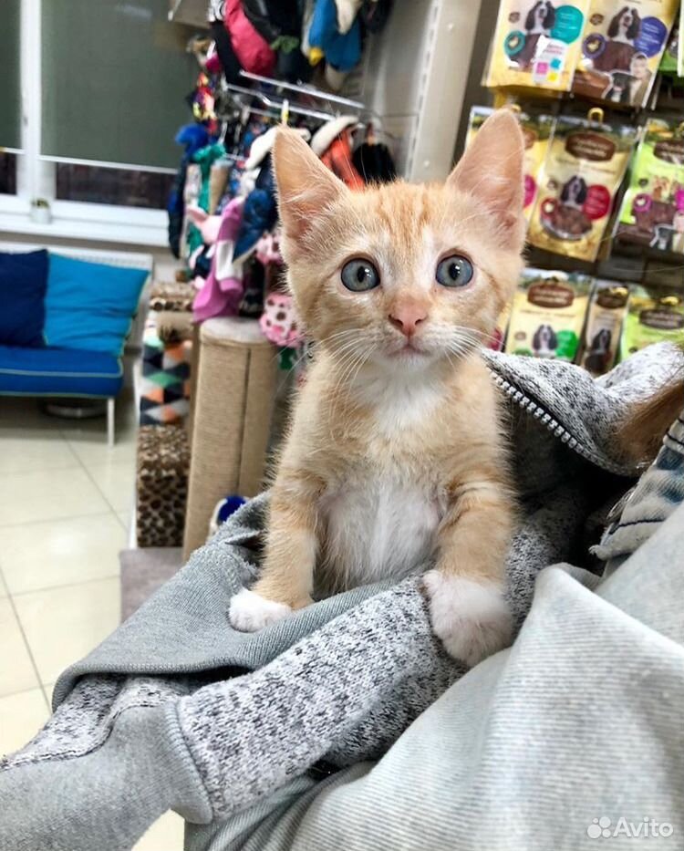 Чудесный рыжий котёнок в добрые руки