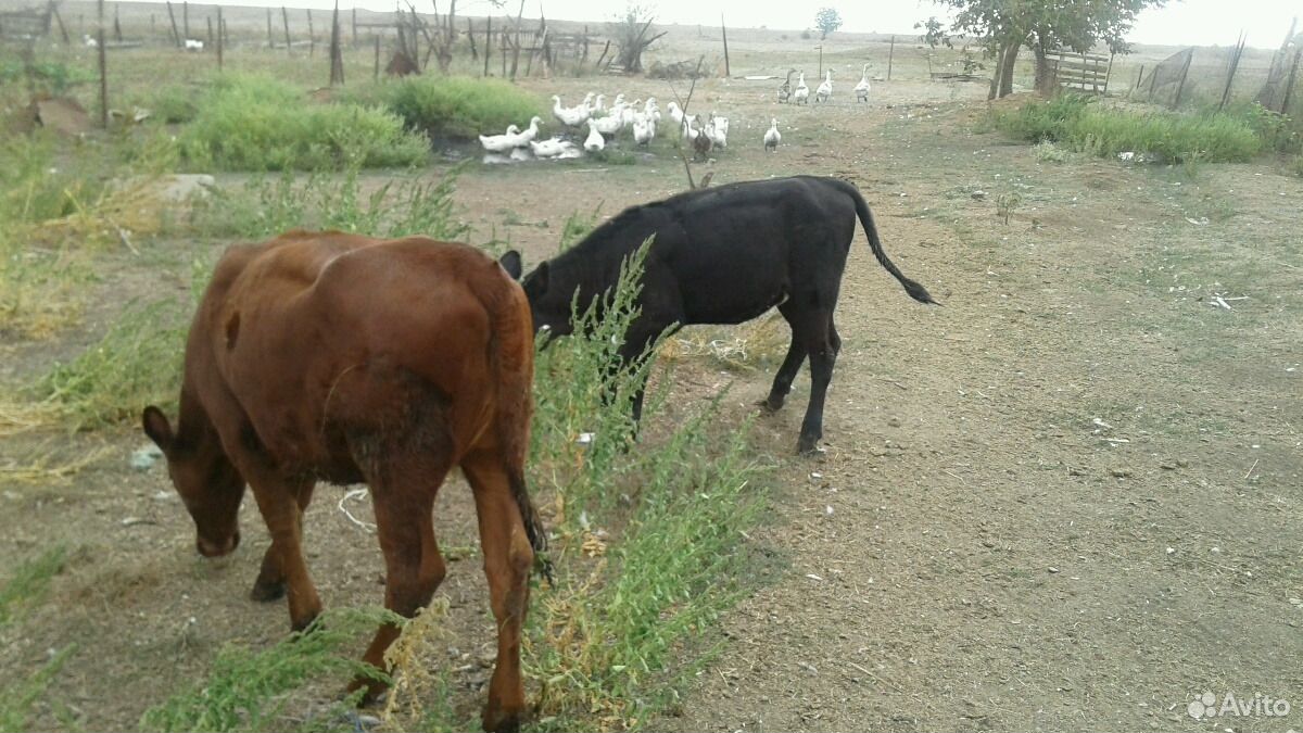 Телки красной 6 мес, черной 4