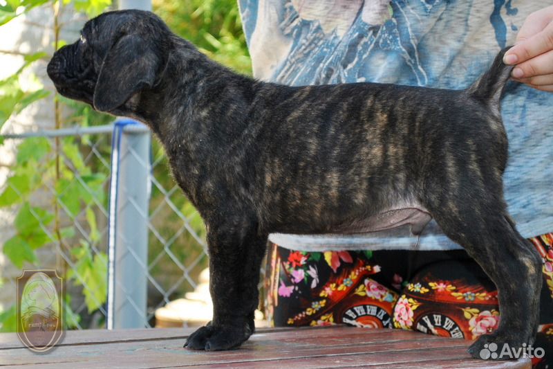 Щенок кане-корсо Жофрей Милана тэ, кобель тигровый