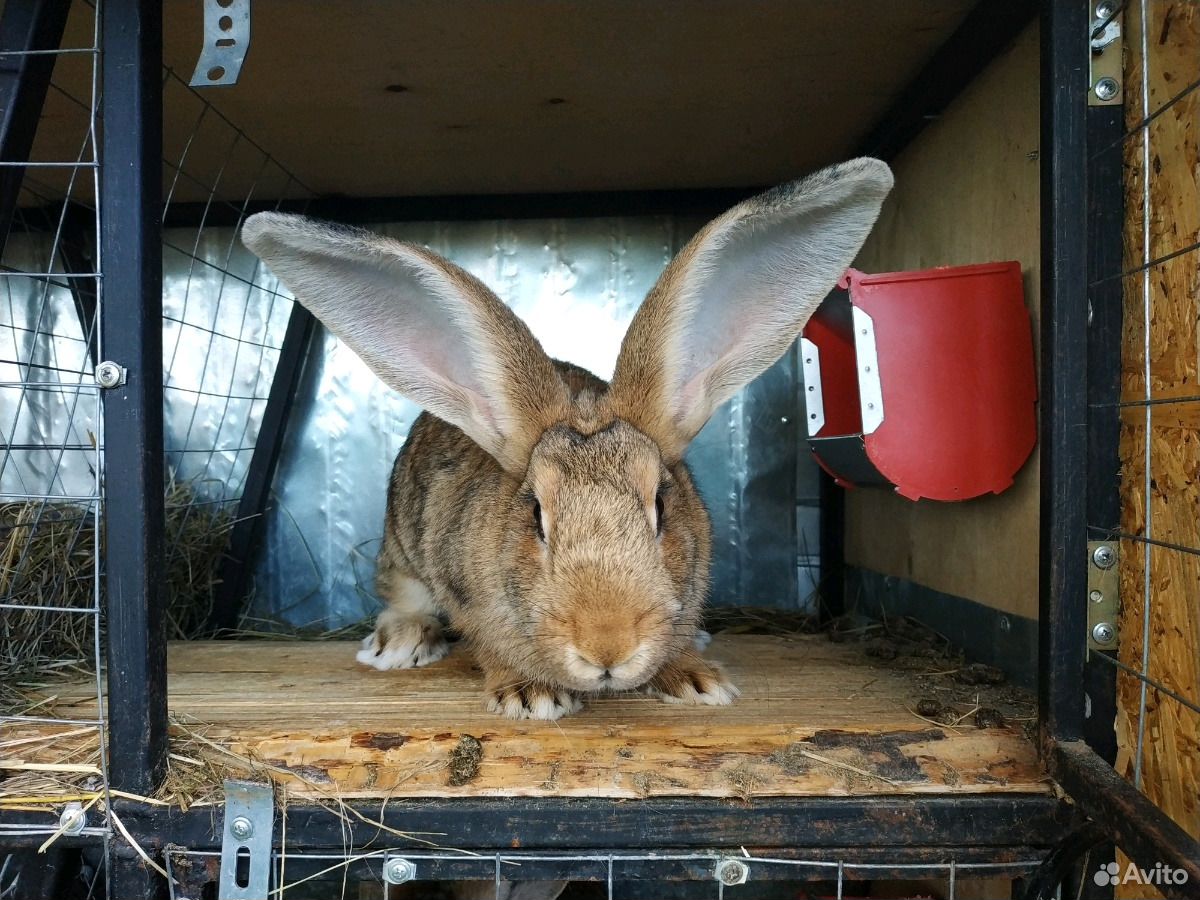 Кролики 4 мес: