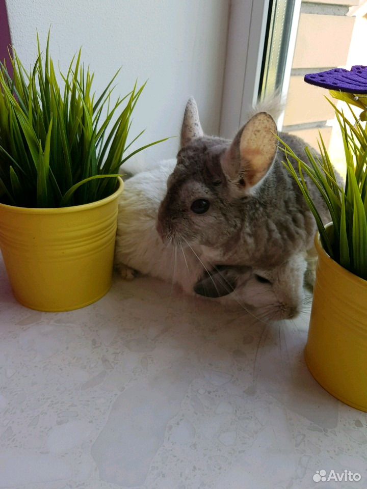 Шиншиллы