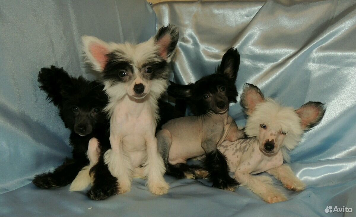 Китайская хохлатая