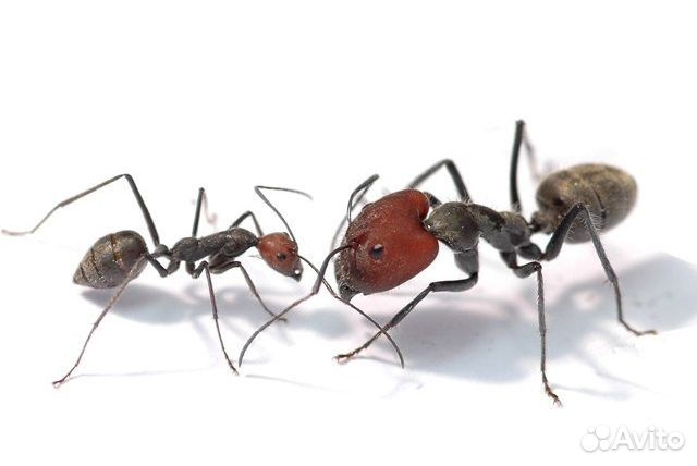 Муравьи Camponotus singularis