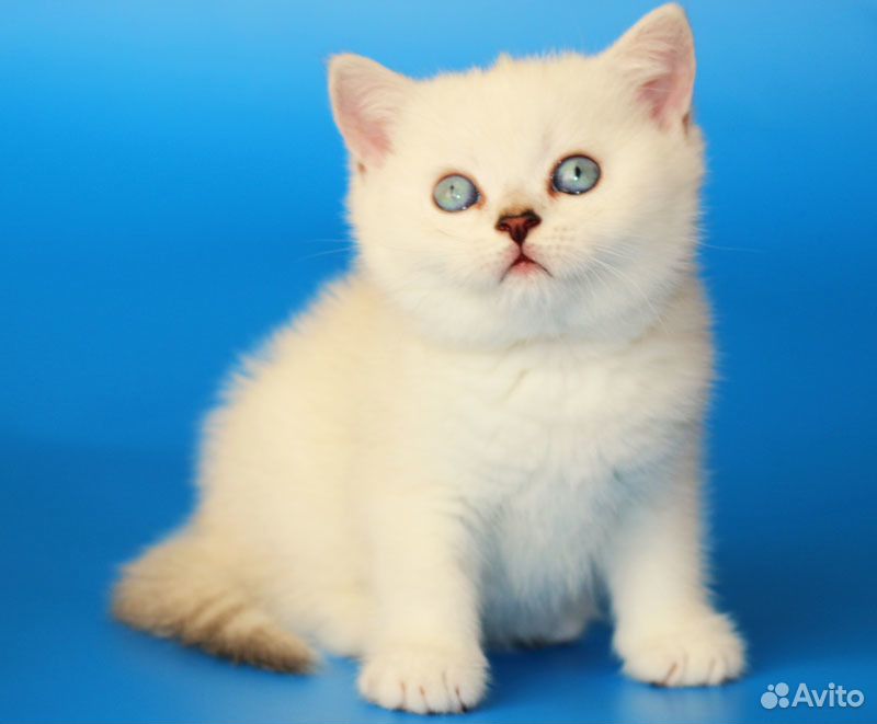 Роскошные котята британской шиншиллы