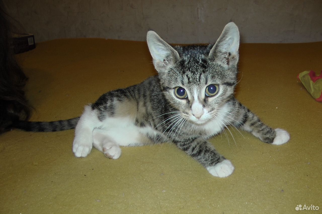 Хорошенький котенок