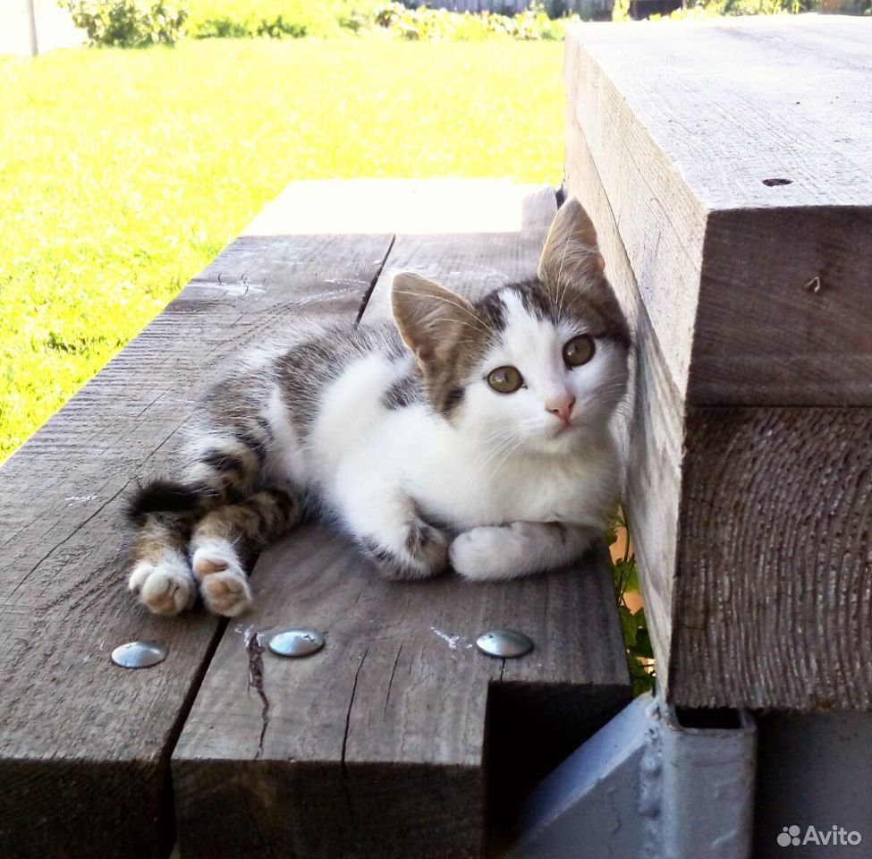 Котик мышелов в добрые руки