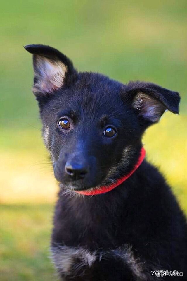 Пристраиваем в добрые руки