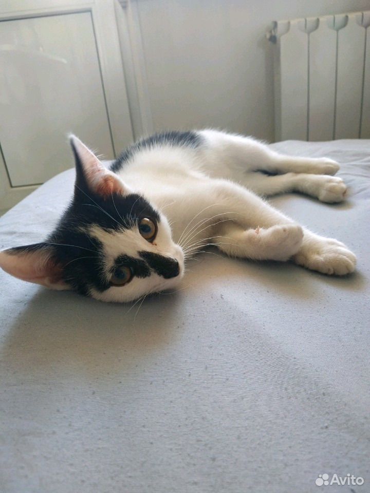 Котенок ласковый Алекс