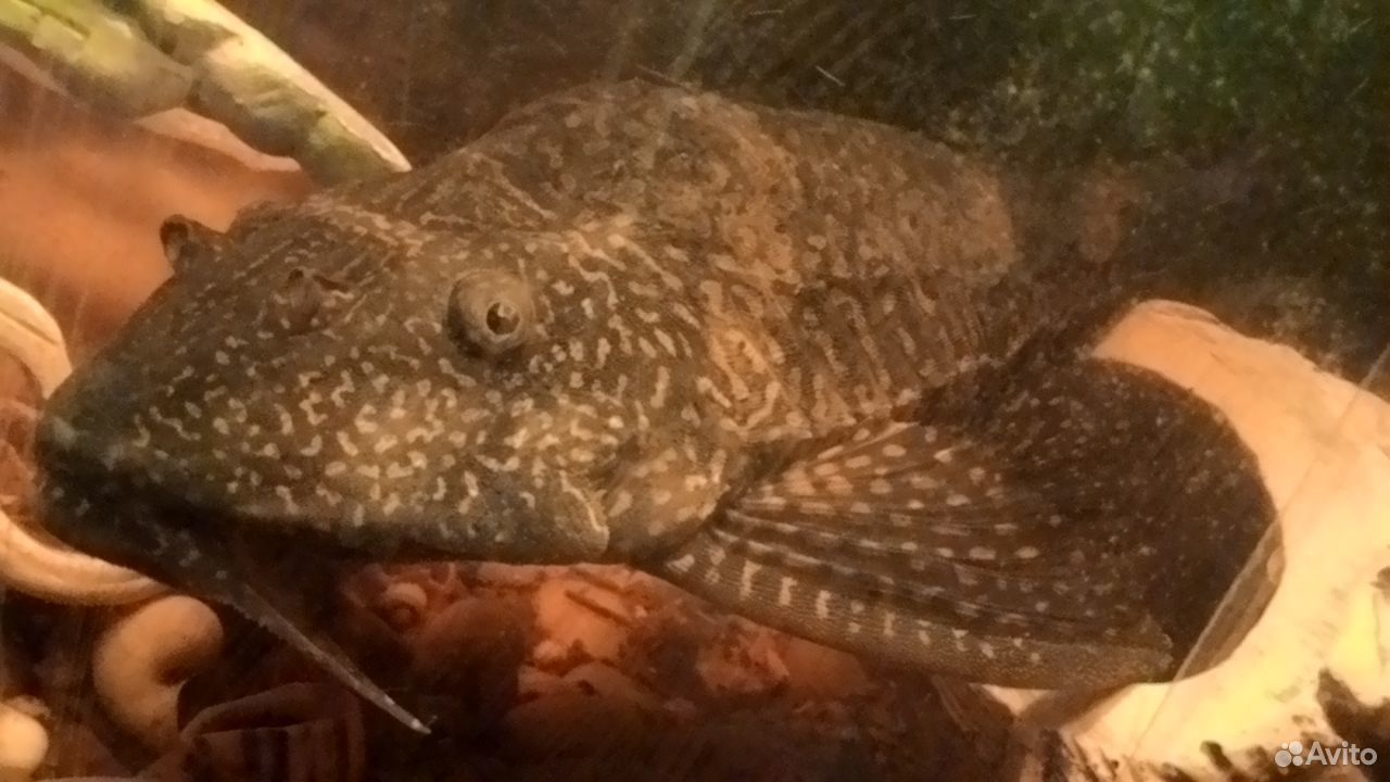 Отдам-поменяю сома на растения д/аквариума