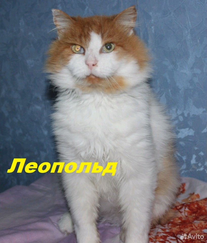 Солнечный Лео в добрый дом