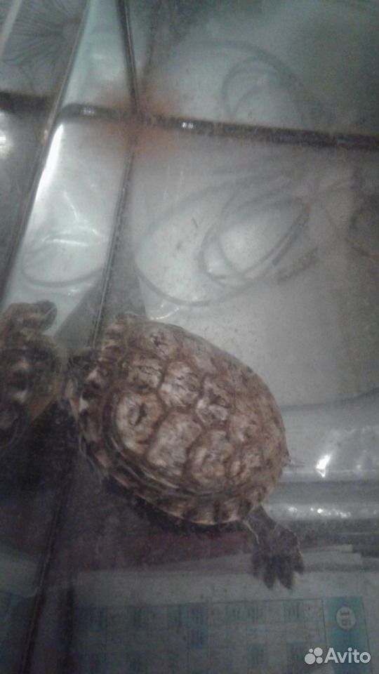 Продам черепаху красноухую