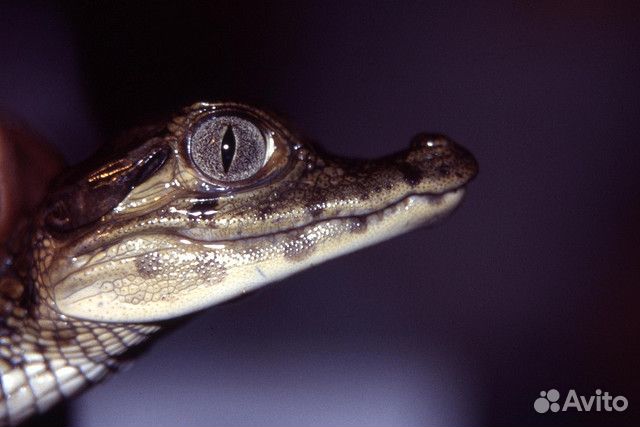 Кайман крокодиловый