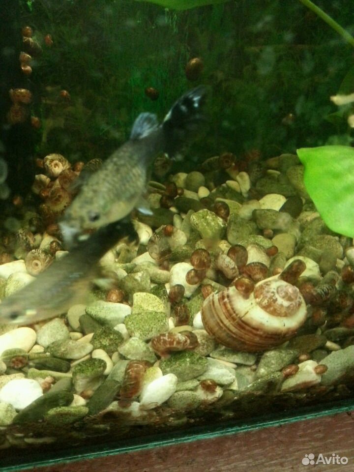 Рыба Гупешки