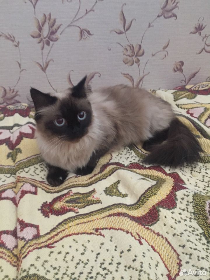 Нужен жених для вязки невская маскарадная