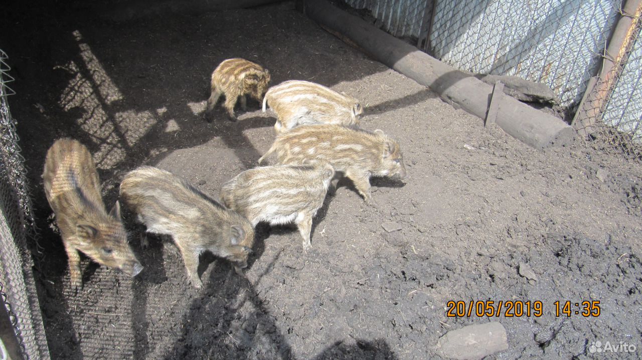 Поросята кабанчики