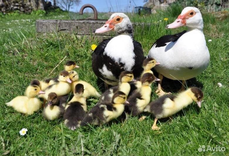 Утки (шипуны)