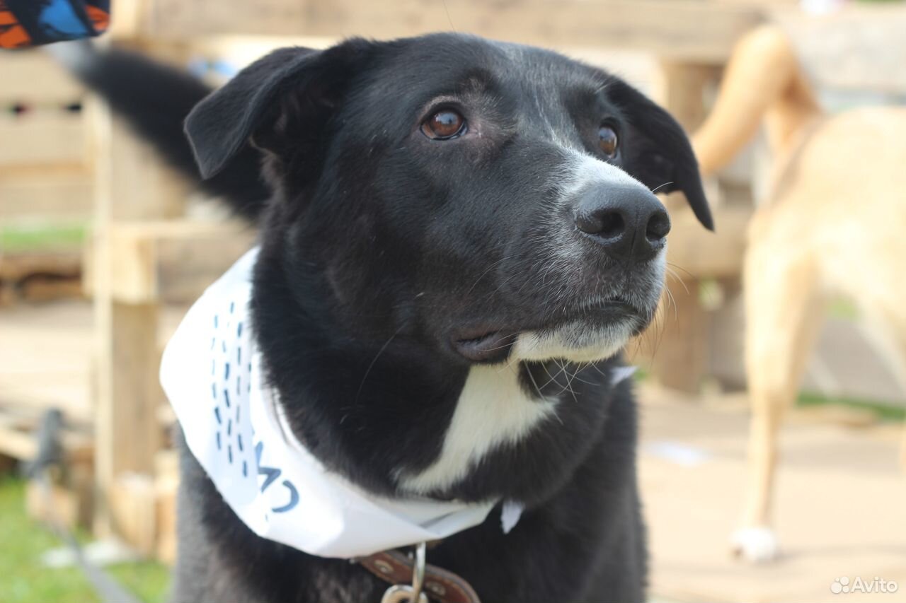 Нюра в добрые руки