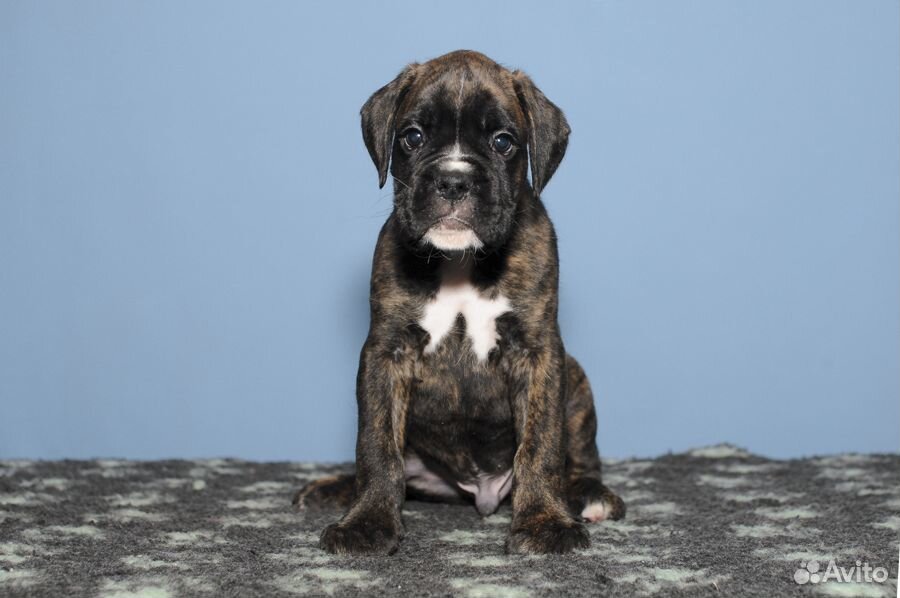 Кобелек боксера для семьи