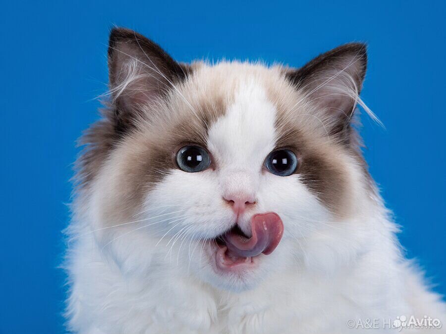 Genghis Khan Chiffondelux, рэгдолл шоу/разведение