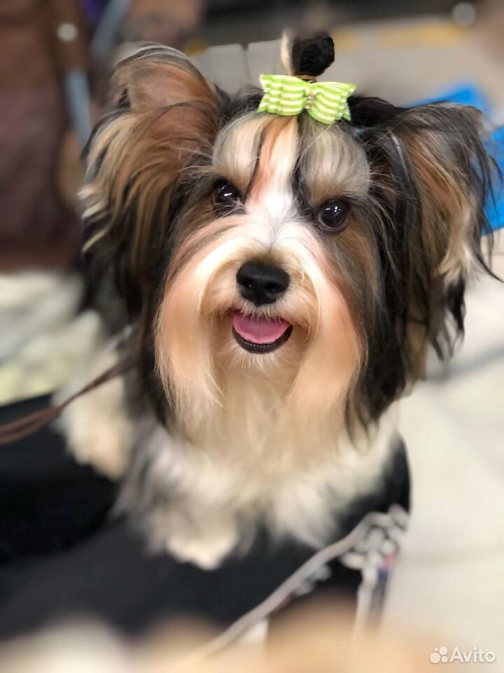 Отличный Бивер для вязки